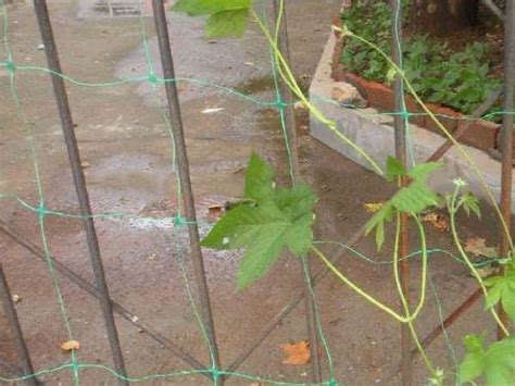 Bop Stretched Netting Using In Gardening Anti Bird Netting