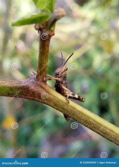 Caelifera Or Leaf Grasshoppers Are Insects That Live In Groups Often