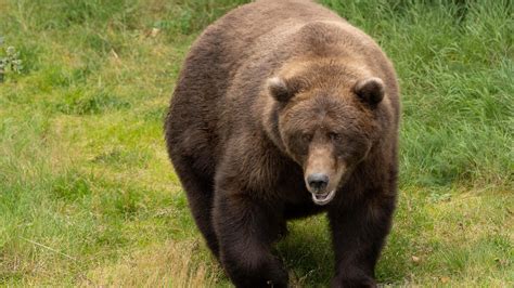 Go Big Or Go Home Voting Opens In Fat Bear Week Bbc News