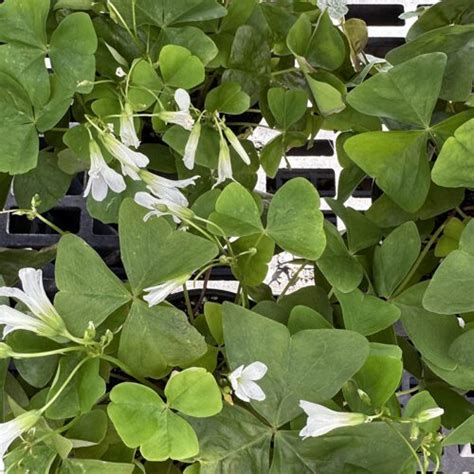 Shamrocks And Oxalis Hyannis Country Garden