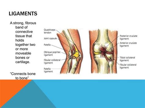 Joints Structure And Classification PPTX