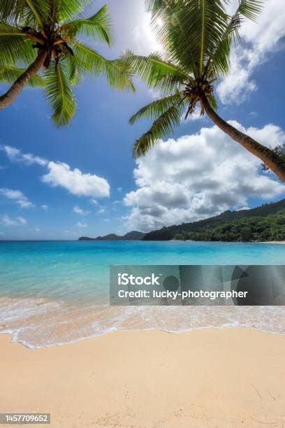 파라다이스 섬에 야자수와 청록색 바다가 있는 아름다운 열대 해변 해변에 대한 스톡 사진 및 기타 이미지 해변 열대 기후 야자 나무 Arecales Istock