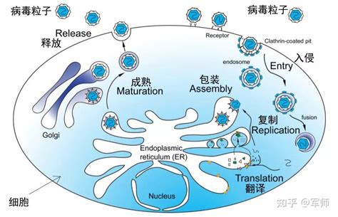 病毒如何在宿主体内细胞增殖的？ 知乎