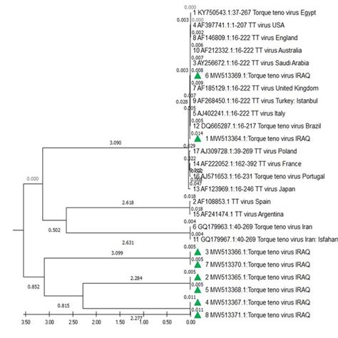 Components Of Nested Polymerase Chain Reaction First Run Download Scientific Diagram