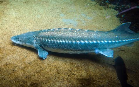 Sturgeon Seattle Aquarium