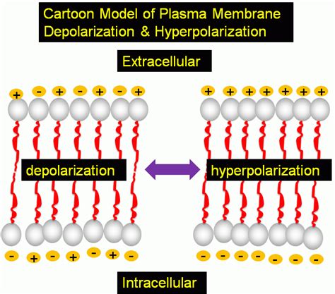 Depolarization Hyperpolarization
