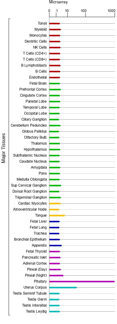 Prl Gene Genecards Prl Protein Prl Antibody