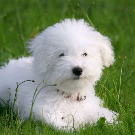 Purebred Bichon Frise Puppies For Sale Perros Que No