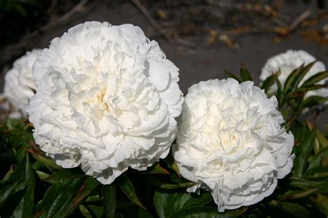 Mother’s Choice – Parkland Peonies