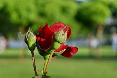 무료 사진 꽃 봉 오리 꽃 자연 꽃잎 여름 사랑 야외에서 장미 잔디 정원