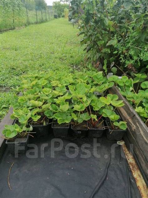 Рассада клубники Сад и огород в Уссурийске