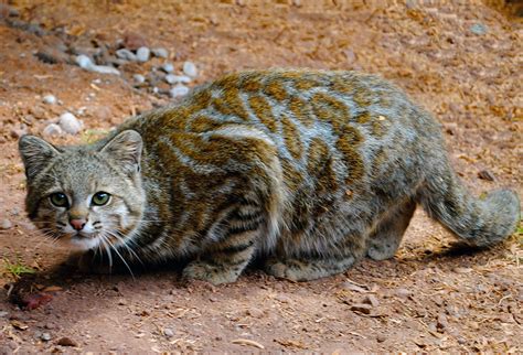 Андская кошка: история дикой горной кошки, описание, ареал обитания