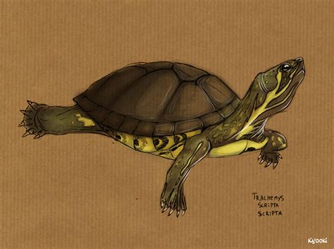 Trachemys Scripta Scripta By Sokoya On Deviantart