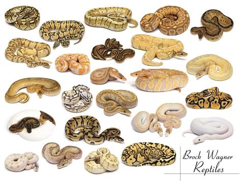 Ball Python Wallpapers Wallpaper Cave