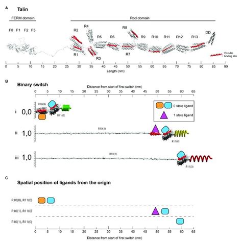 Binary Switches In Cells A Structural Model Of Open Talin Goult Et