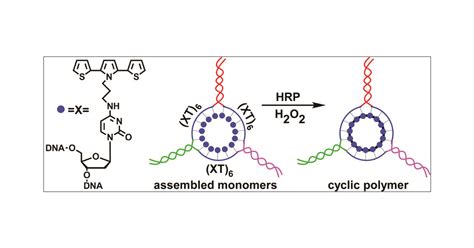 Dna Programmed Modular Assembly Of Cyclic And Linear Nanoarrays For The Synthesis Of Two