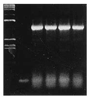 Partial Hepatectomy But Not Alcohol Treatment Decreased The Level Of Download Scientific
