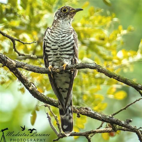 Indian Cuckoo Bird
