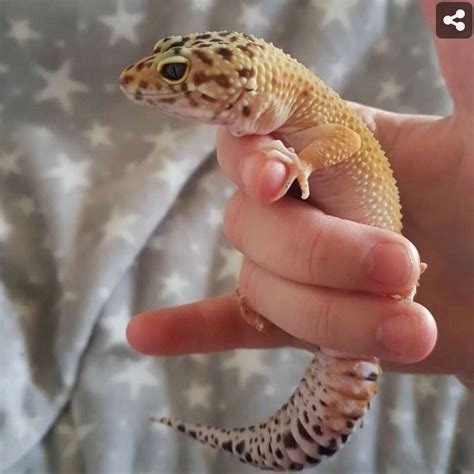 Pin By Veronica On Httyd Reference Lizard Httyd