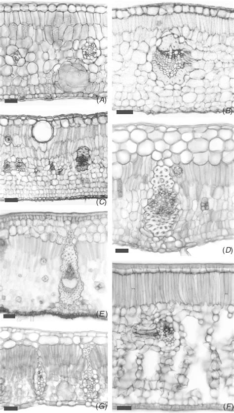 Palisade Parenchyma Monocot