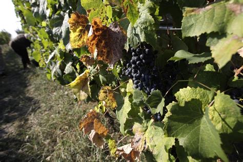 기상이변으로 세계 와인 생산량 60여년 만에 최저 파이낸셜뉴스