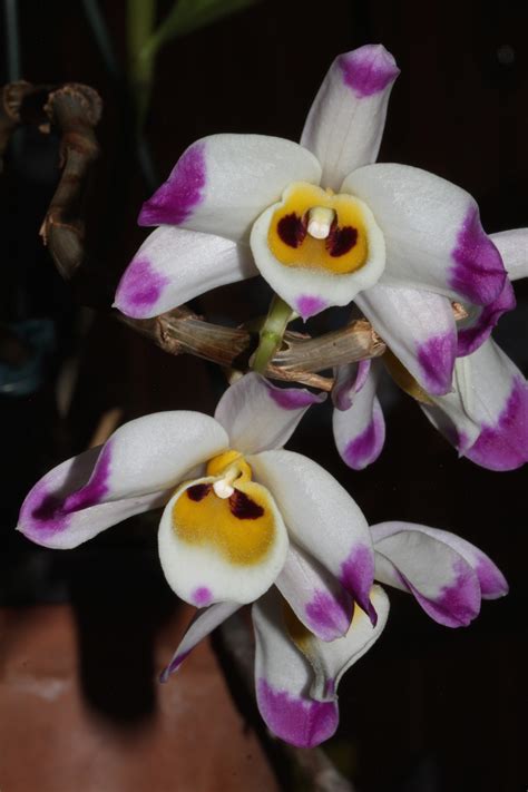 Dendrobium Wardianum Rolands Orchideen Blog