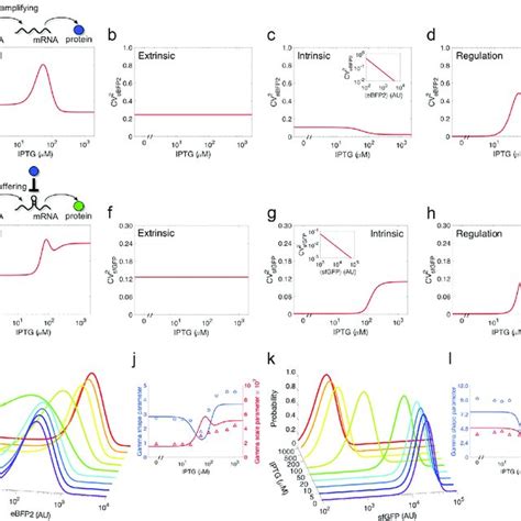 Detailed Analysis Of Stochastic Gene Expression A Model Based