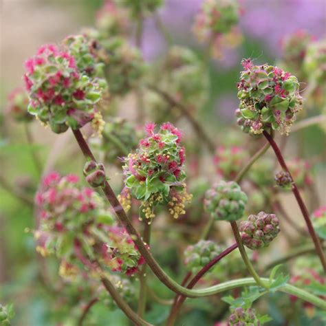 Small Burnet Plant Sanguisorba Minor Salad Burnet Seeds