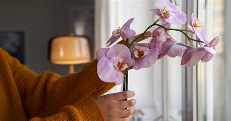 Як часто поливати взимку орхідею основні правила догляду за кімнатною рослиною