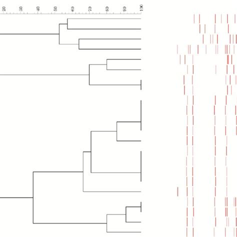 dendrogram of pfge results based on the dice coefficients and schematic