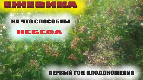 Ежевика небеса могут подождать На что способен сорт в первый год ...