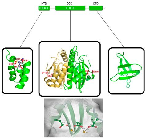 The Integrase An Overview Of A Key Player Enzyme In The Antiviral Scenario Pmc