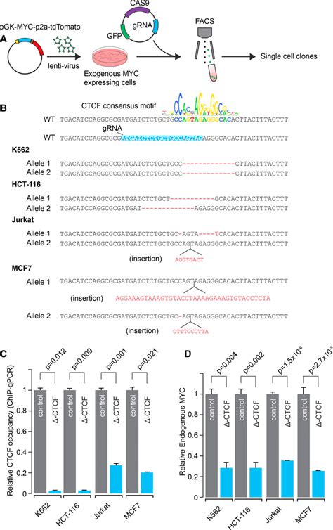 Perturbation Of The Core Ctcf Motif In The Myc Ctcf Loop Anchor Reduces Download Scientific