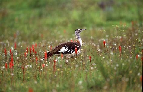 Kitulo National Park