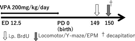 Outline Of This Study This Is An Outline Of The Present Study VPA Was Download Scientific