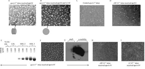 Participation Of Apoe And Apoa Iv In The Biogenesis Of Apoe And Apoa Iv Download Scientific