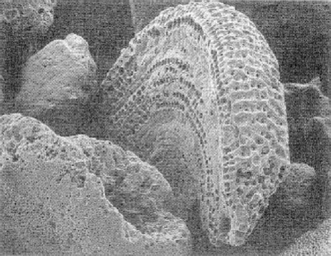 Electron Microscope Photograph From Calcareous Sand After Mitchell Download Scientific