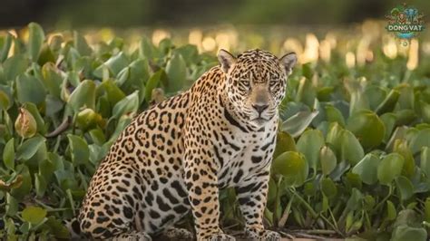 Khám Phá Bí ẩn Về Loài Báo đốm Kẻ Săn Mồi đỉnh Cao
