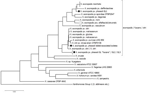 multi locus sequence analysis to determine the phylogenetic positions