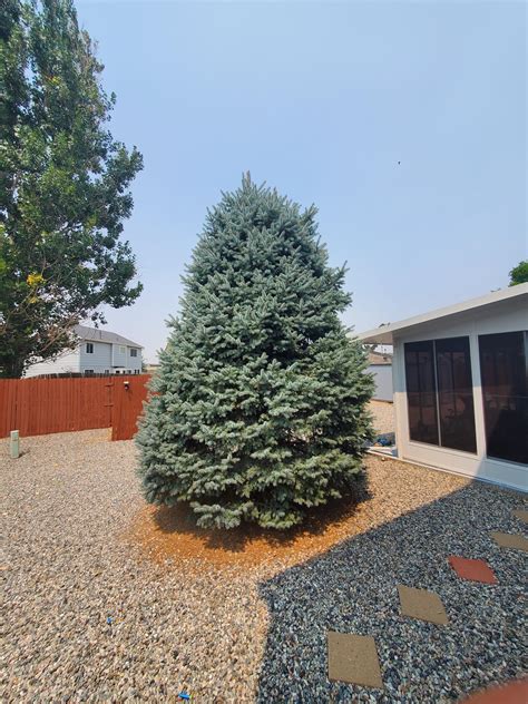 Gallery Garrett Tree Service