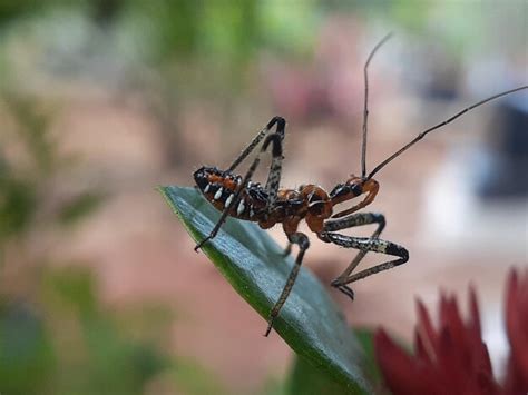 Premium Photo Milkweed Assassin Bug Zelus Longipes