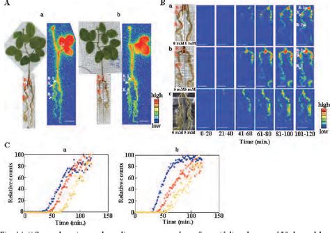 Figure 14 From Effect Of Nitrate On Nodulation And Nitrogen Fixation Of Soybean Semantic Scholar