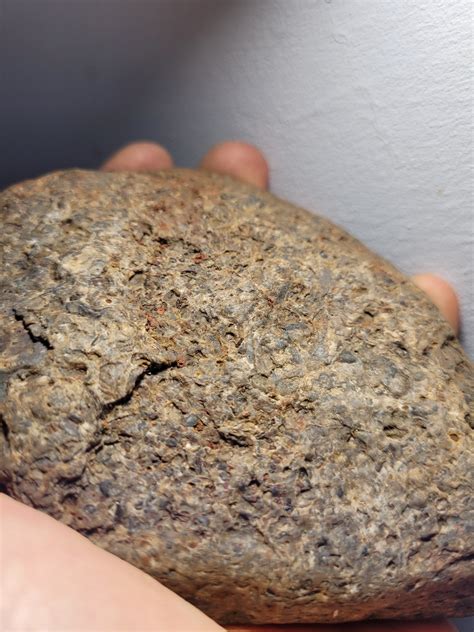 Coprolite Identification Fossil Id The Fossil Forum