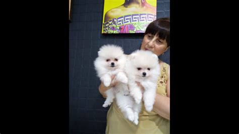 იყიდება პომერანული შპიცის ლეკვები თეთრი გენეტიკით Youtube