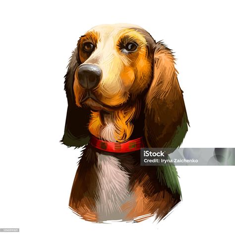 브루노 유라 하운드 개는 흰색 배경 디지털 아트 일러스트에 고립 품종 사냥개 머리 초상화 칼라에 닥스 훈트의 클립 아트 사실적인
