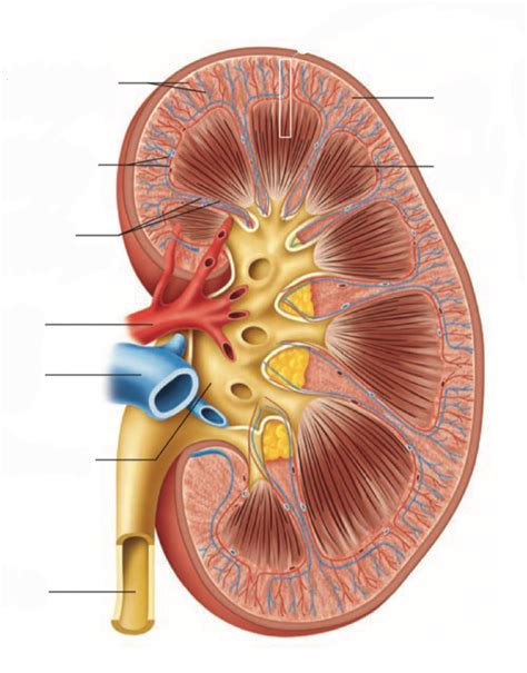 Nefron Diagram Quizlet