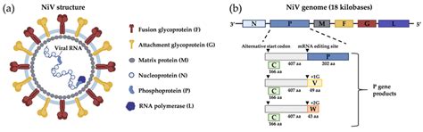 Nipah Virus NiV Structure And Genome Organization A Enveloped NiV Download Scientific