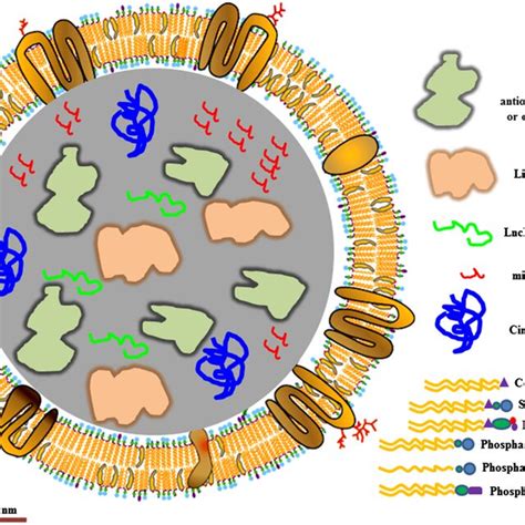 Structure Of Exosome Note Exosomes Contain Different Lipids Mirna Download Scientific