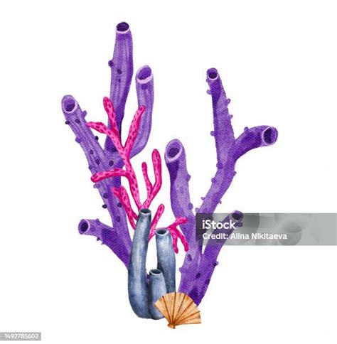 수채화 산호초 그리기 바다 바다 자연 조류 폴립 산호 식물 해초 흰색 배경에 손으로 그린 그림 다시마에 대한 스톡 벡터 아트 및