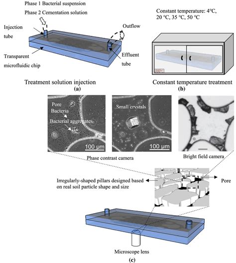 Schematic Of Microscale Microfluidic Chip Experiments A Bacterial And